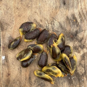 SEEDS// Soncoya / Sincuya / Cabeza De Negro Fruta annona Purpurea 100% ...