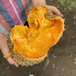 Seeds / Soncoya / Sincuya / Cabeza De Negro Fruta annona - Etsy