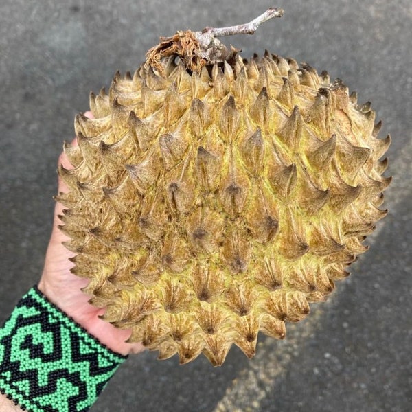 Annona Purpúrea - Etsy