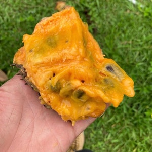 Seeds / Soncoya / Sincuya / Cabeza De Negro Fruta annona Purpurea Rare ...