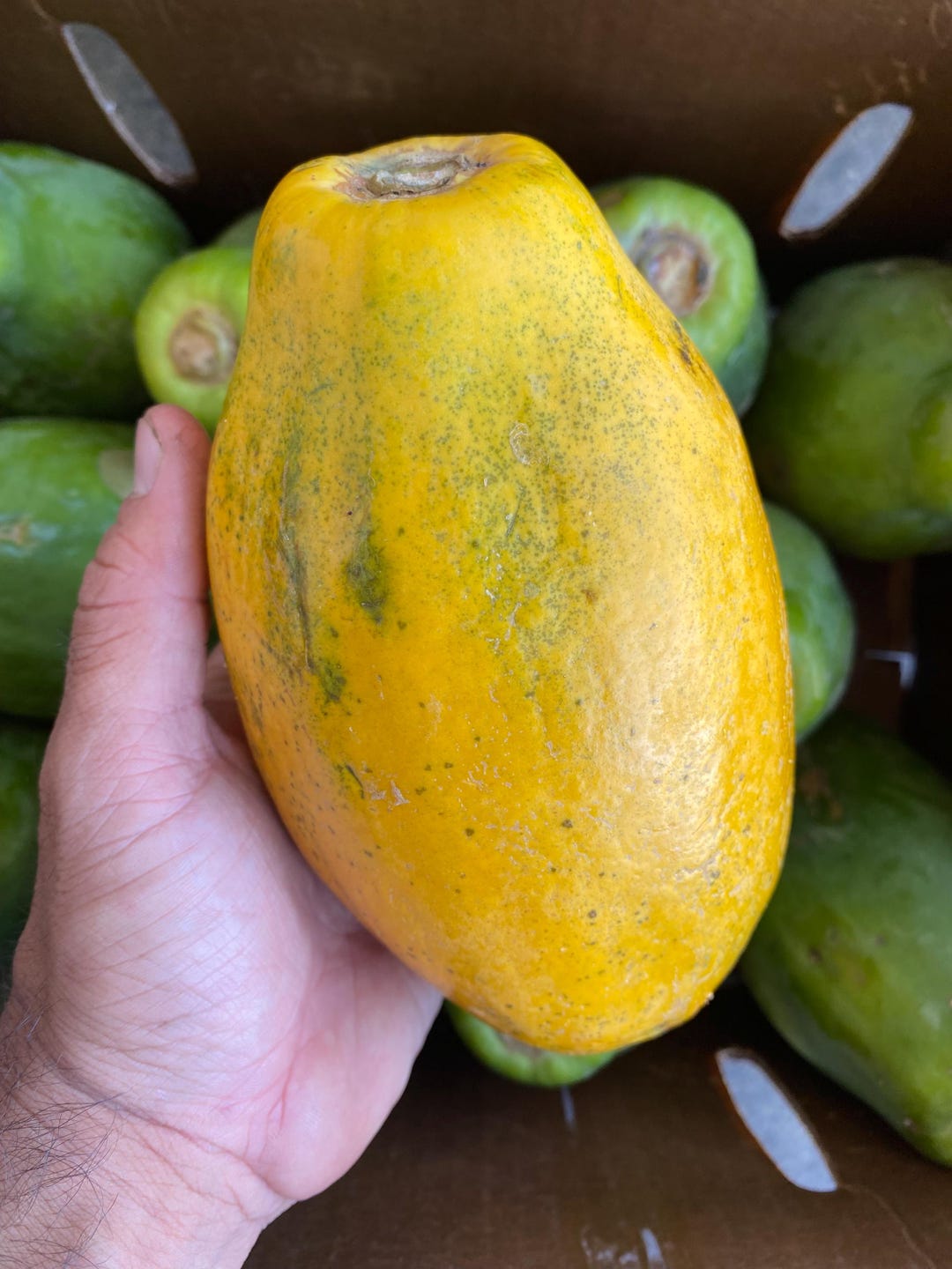 In Season 2025 Strawberry(carica Papaya) Papaya Fruit Box (organic ...