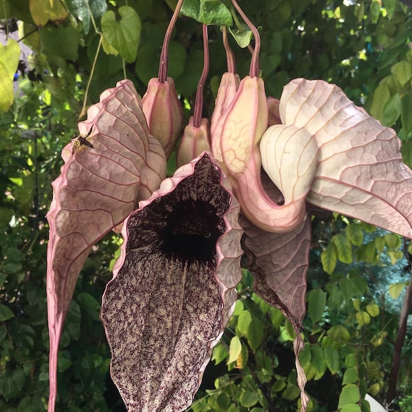 Duck Flower Detox - Etsy