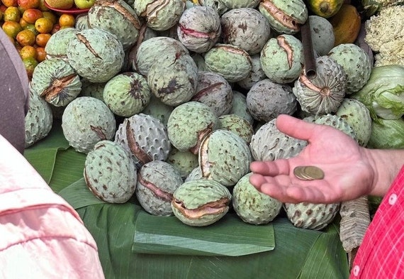Fruta Annona Escamosa