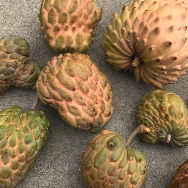 Rare Exotic Seeds - Etsy