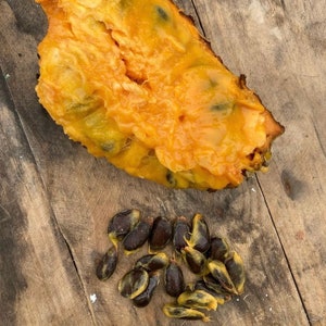 SEEDS// Soncoya / Sincuya / Cabeza De Negro Fruta annona Purpurea 100% ...