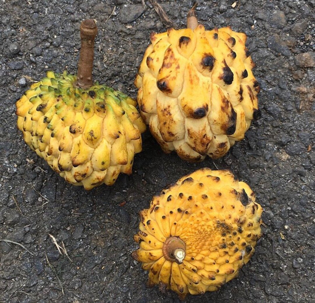Sold SEEDS// Rollinia Fruit/ Biriba / Rollinia Deliciosa annona Mucosa ...