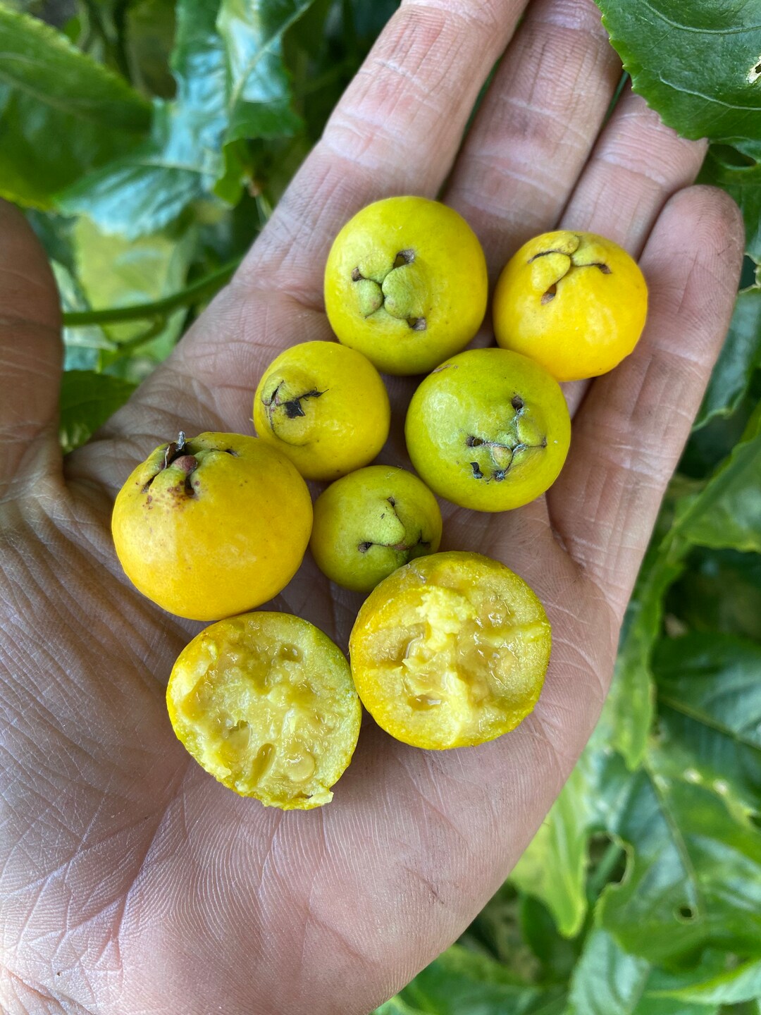 SEEDS // Lemon Cattley Guava / aka Psidium Cattleyanum 100% Organic Non ...