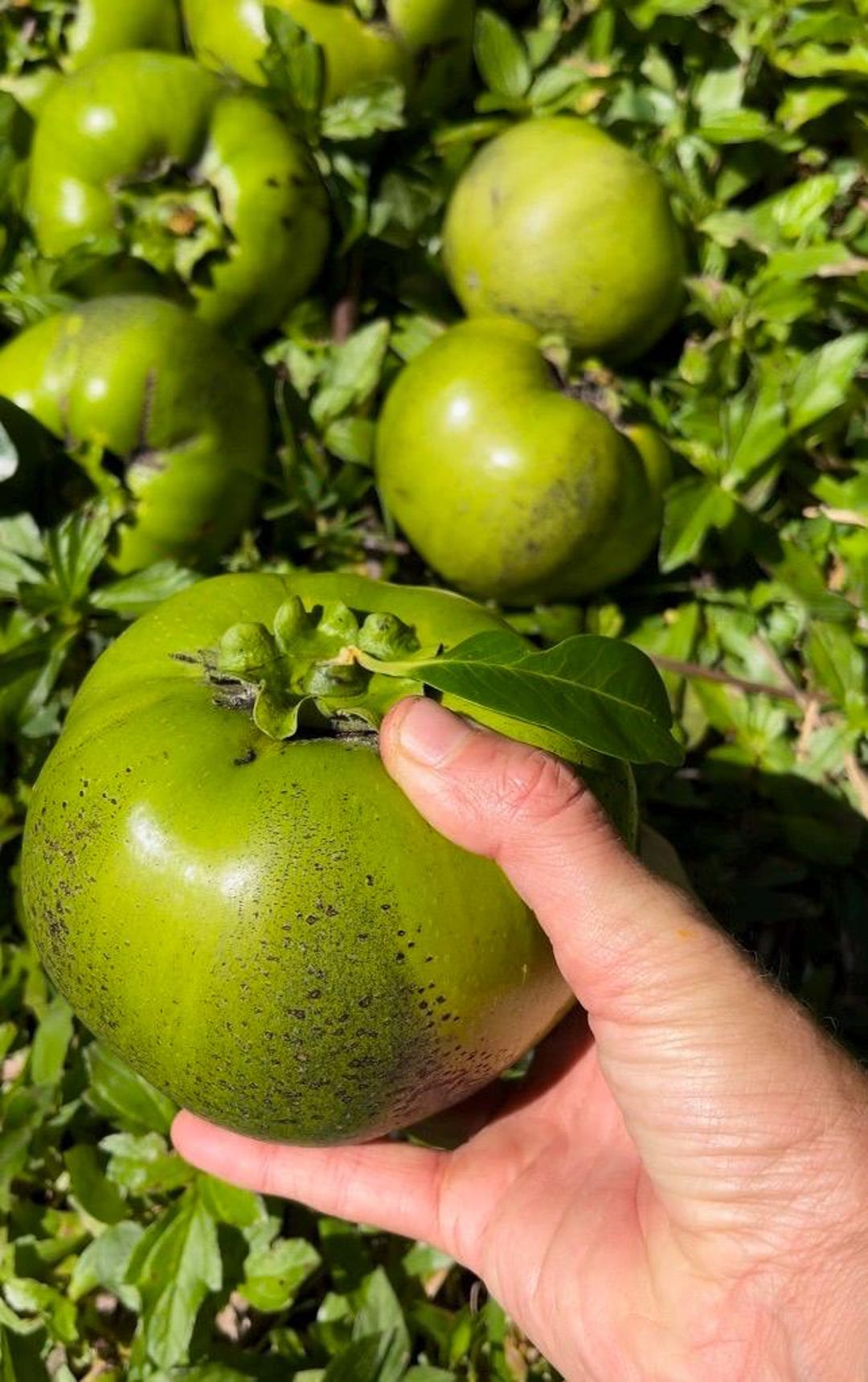 IN SEASON Summer Fall 2024 Black Sapote diospyros Nigra Chocolate ...
