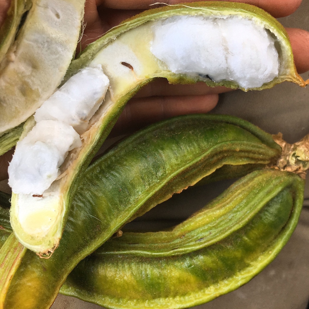 IN SEASON Winter 2024 // Ice Cream Bean Fruit inga Edulis // Free ...