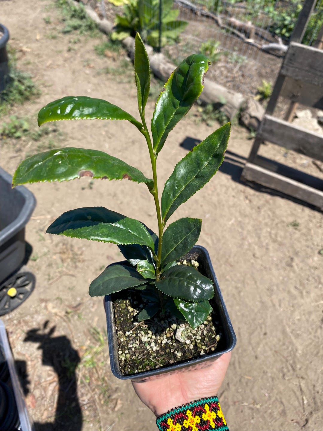 Green Tea Live Plant (100% Organic and Non- Gmo) Grow Your Own Matcha ...