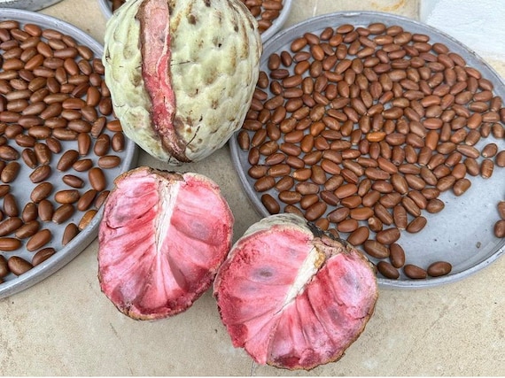 Fruta Anona Rosa 2025 Semillas/Annona Diversifloria (también Conocida