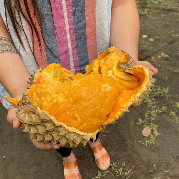 Rare Exotic Seeds - Etsy