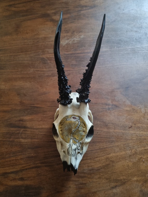 Real Roe Deer Skull With Antlers Hand Painted Skeleton of - Etsy