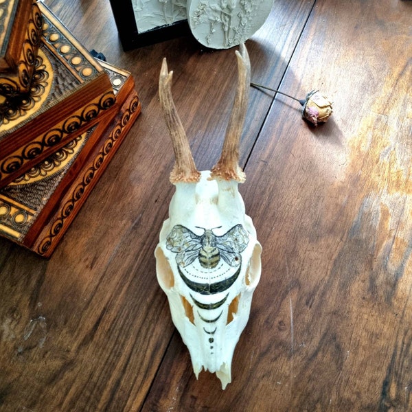 Skull And Moon Etsy