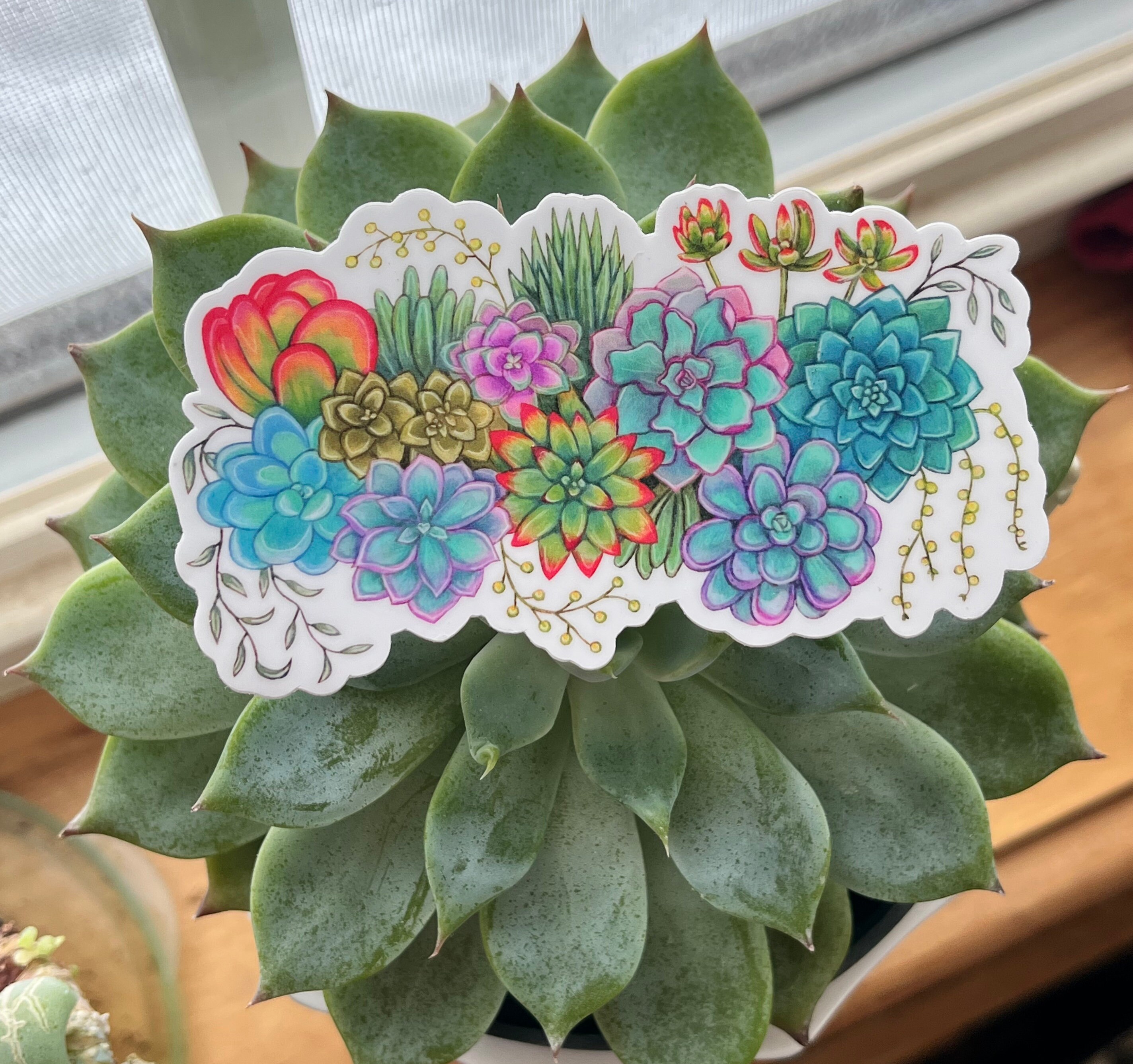 Succulent Sticker Vinyl Sticker Succulents Plant Lover - Etsy