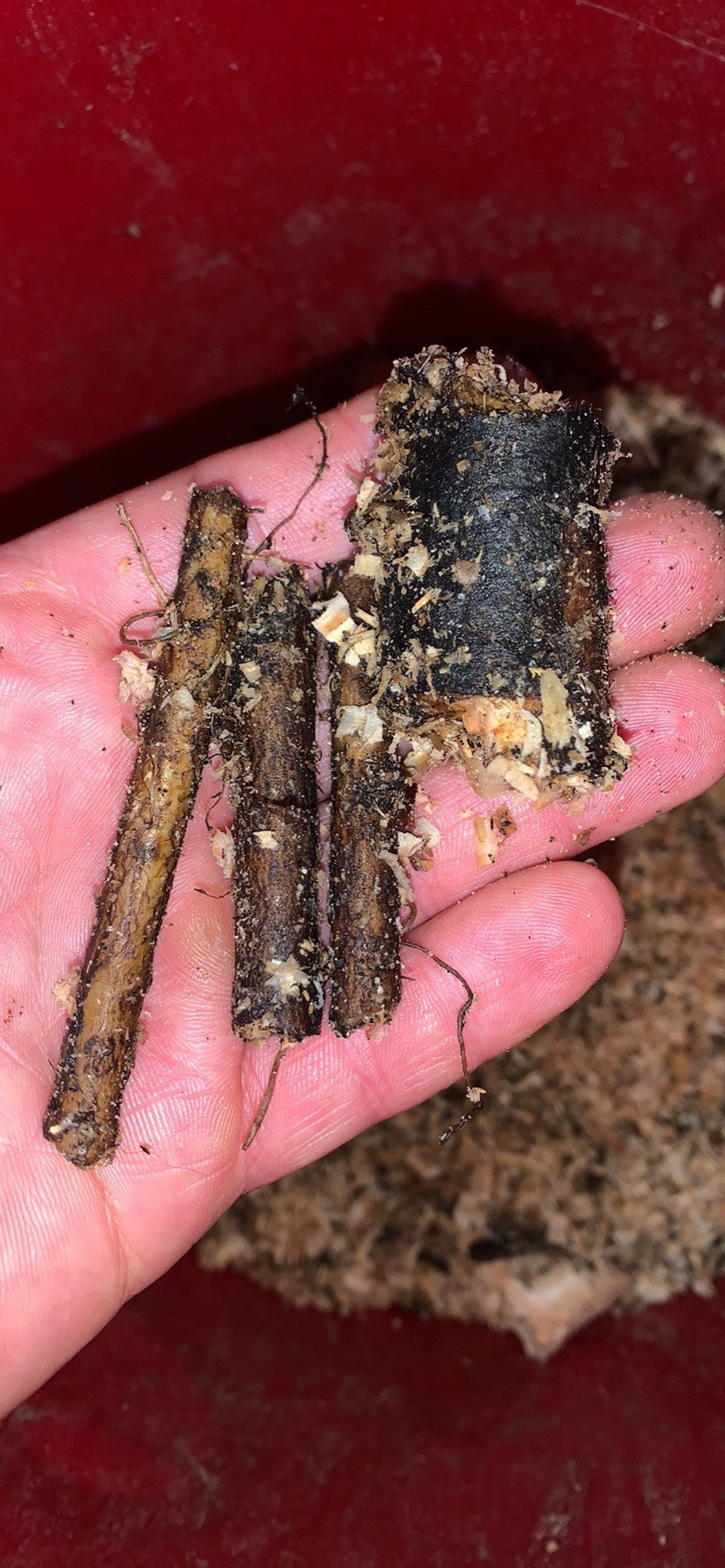 Comfrey Root Cuttings or Root Crown. Beyond Organic, No Chemicals. - Etsy