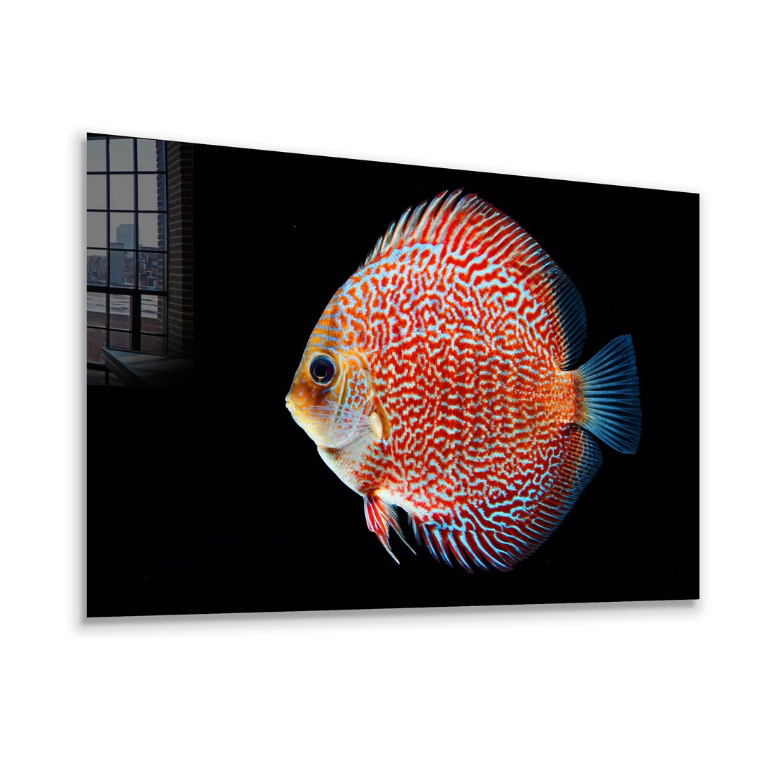 Discus Fish Glass Wall Art: Floating Frame Canvas Decor - Etsy