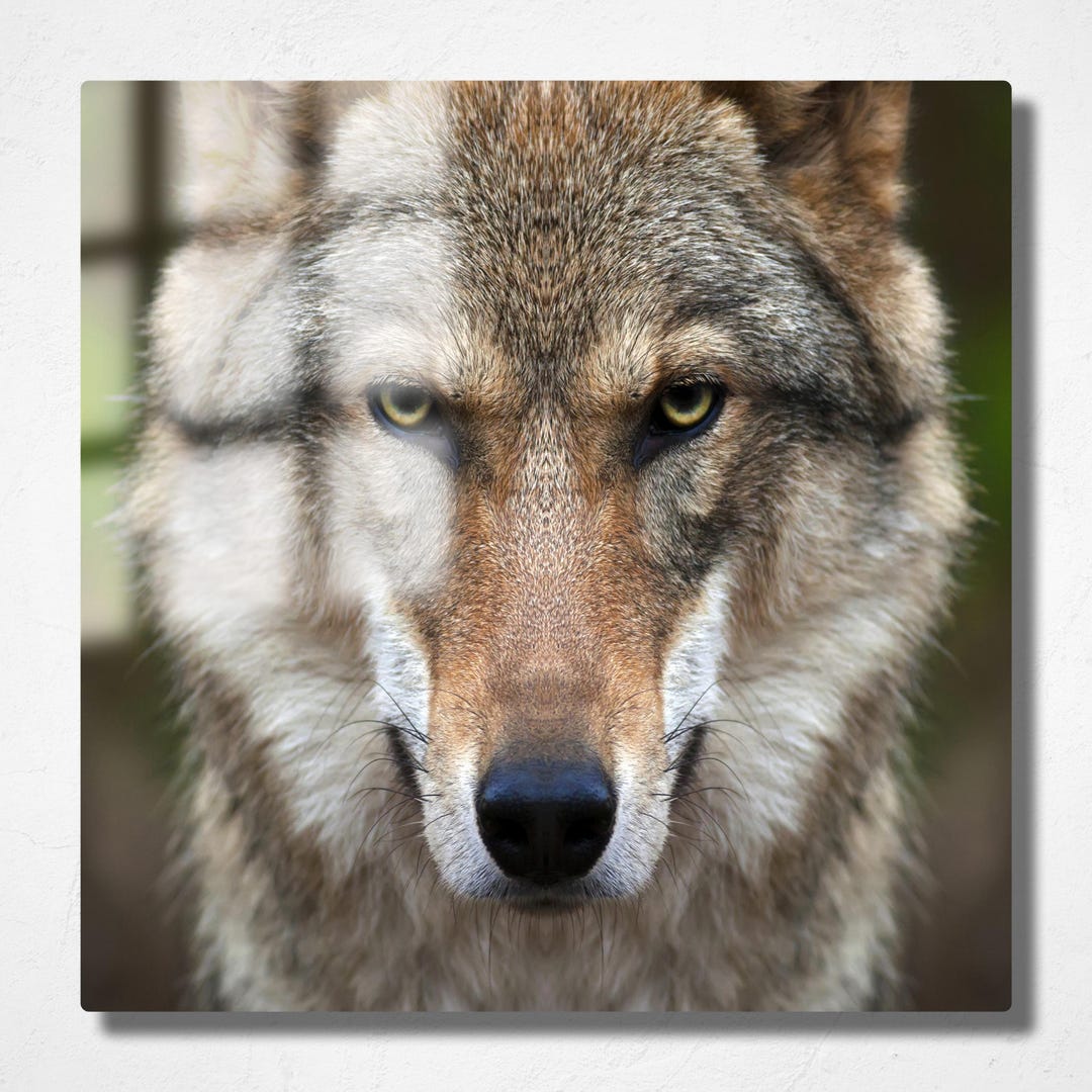 Wolf Tempered Glass Wall Art / Acrylic Glass Art / Floating Frame ...