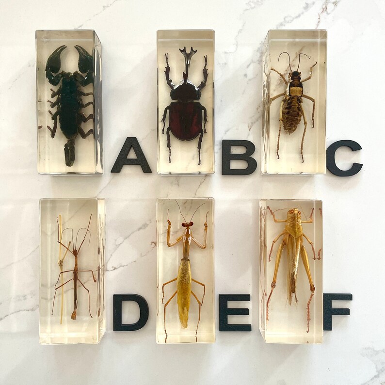 Vintage Insect Specimens Museum Style Specimen Insects - Etsy UK