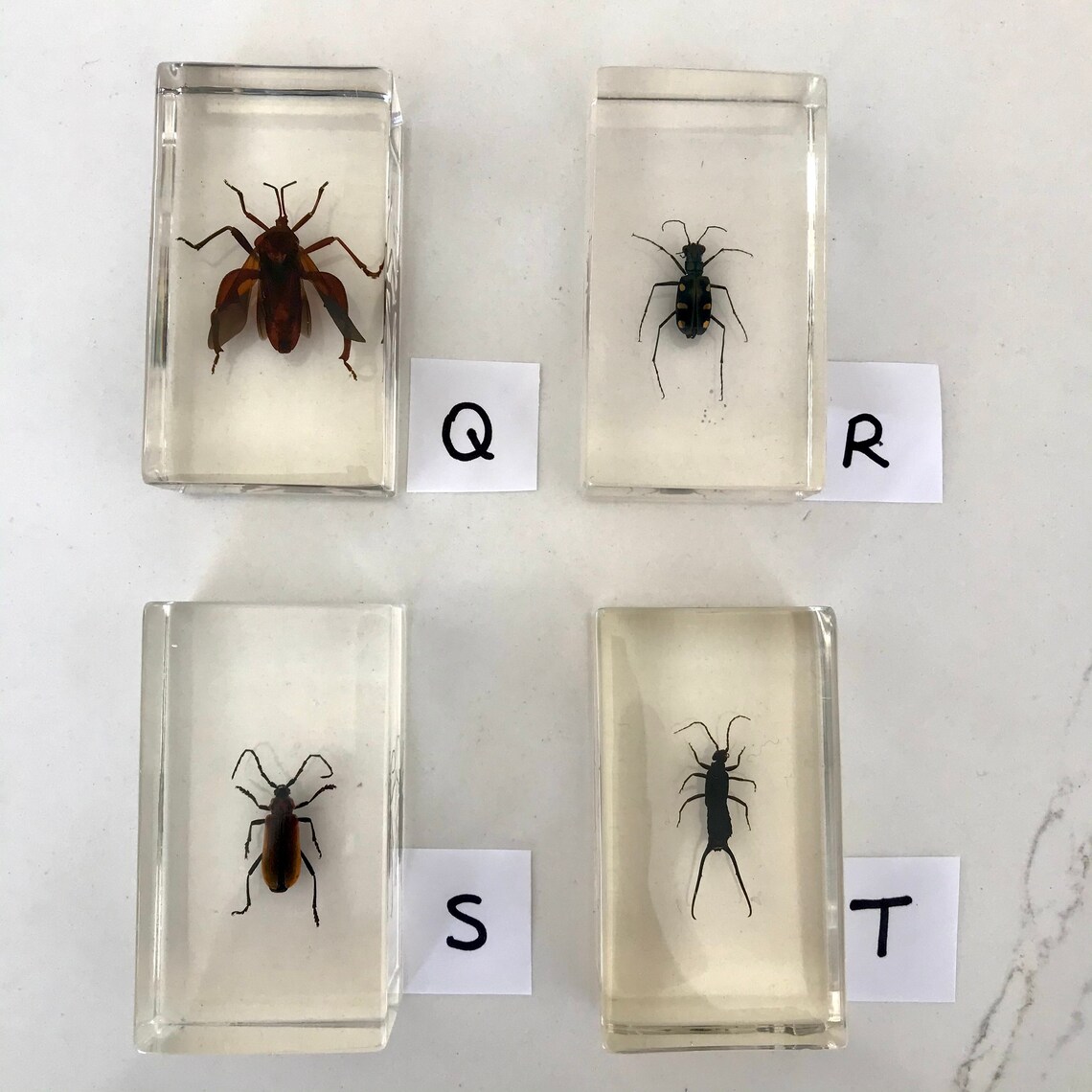 Vintage Insect Specimens Museum Specimen insects Insects in | Etsy