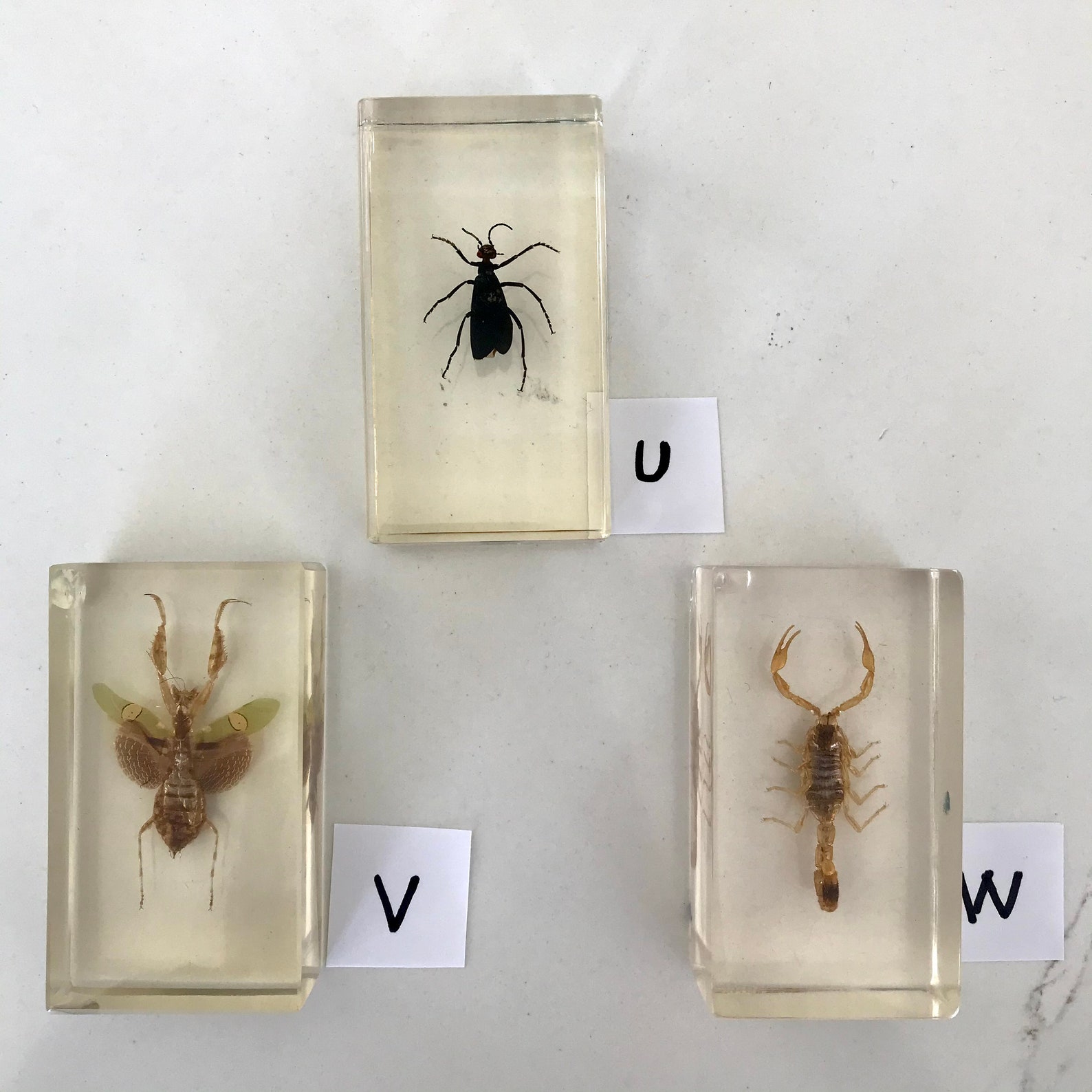 Vintage Insect Specimens Museum Specimen insects Insects in | Etsy