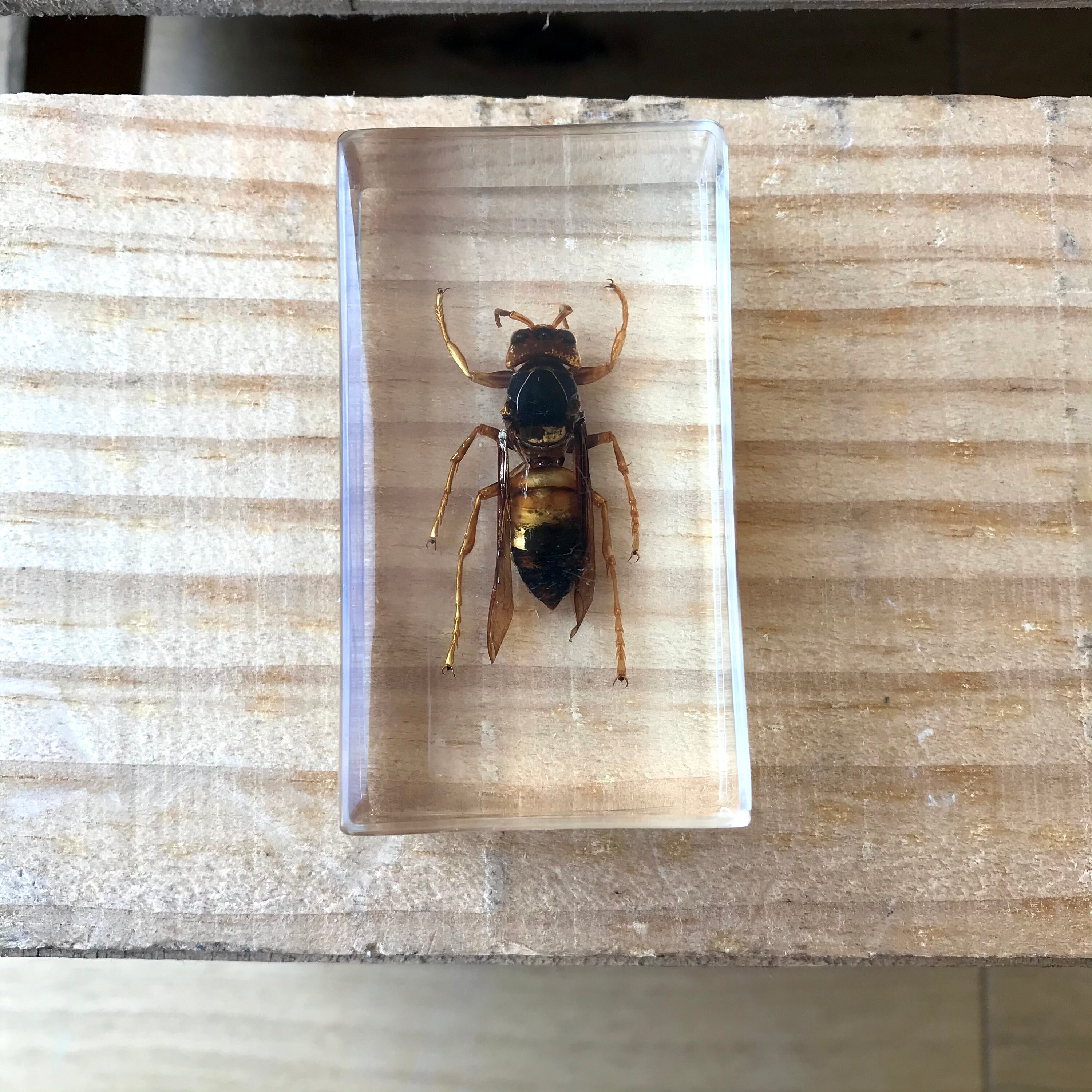 Vintage Insect Specimens Museum Style Specimen Insects - Etsy UK