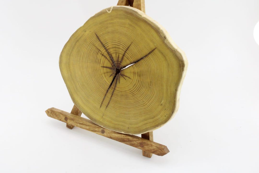 Rustic Mulberry Wood Slice Decor, 9x10 Inch, Handmade 50-year-old Tree ...