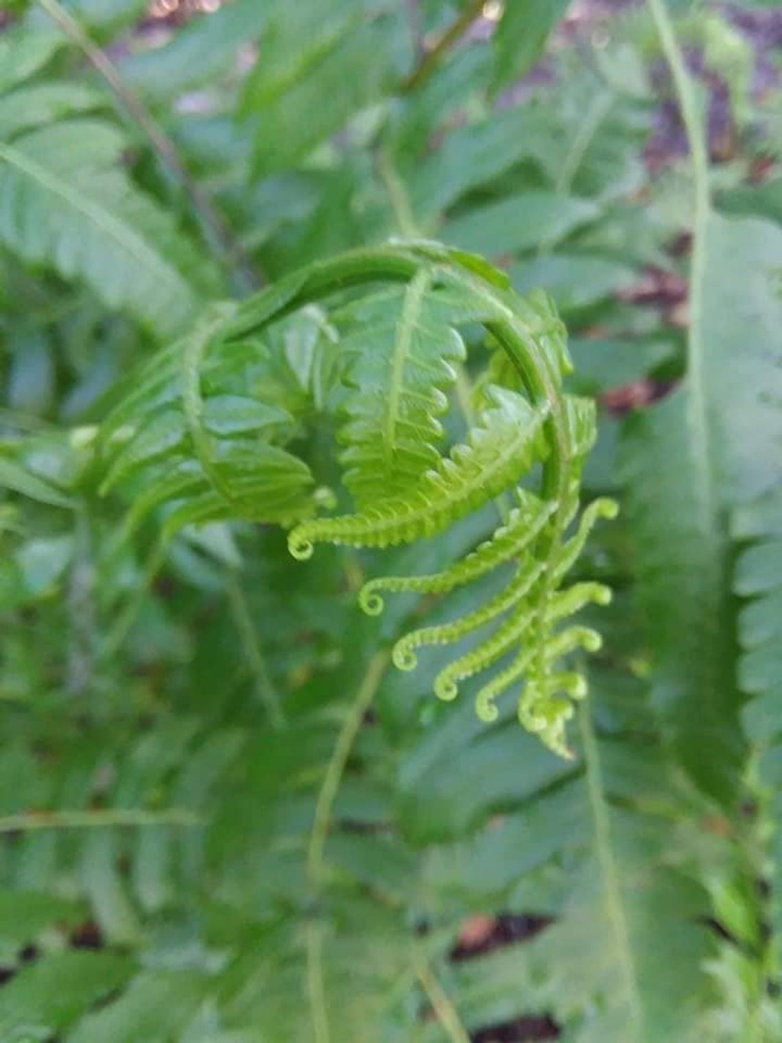 Vegetable Fern/pakô/phak Khut diplazium Esculentum FIVE | Etsy