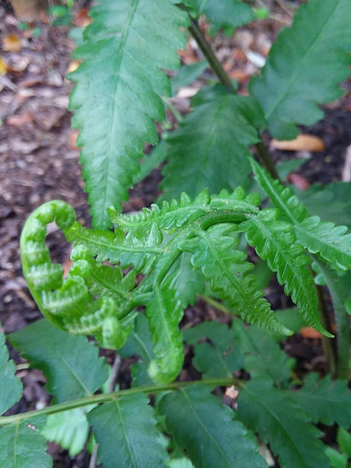Vegetable Fern/pakô/phak Khut diplazium Esculentum FIVE - Etsy