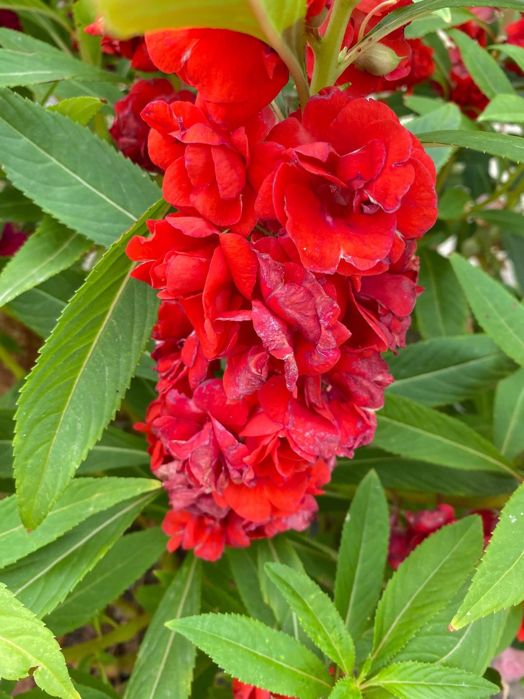 RED Impatiens Balsamina, Rose Balsam,touch-me-not, 50 Seeds - Etsy