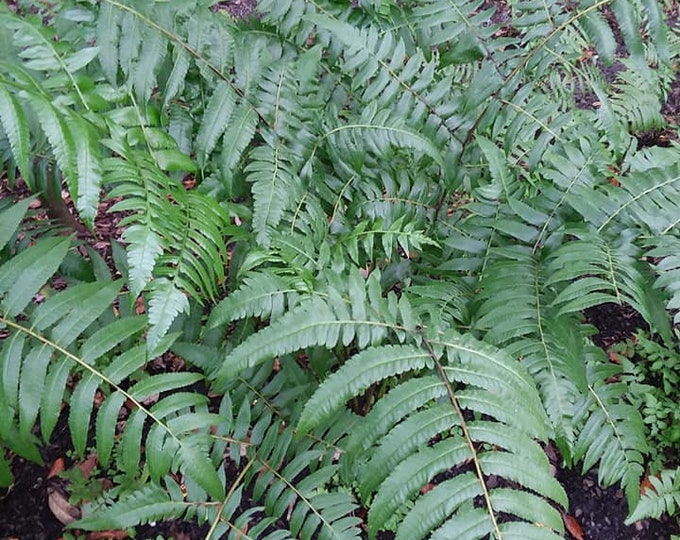 Vegetable Fern/pakô/phak Khut (diplazium Esculentum) - FIVE Live Plants ...