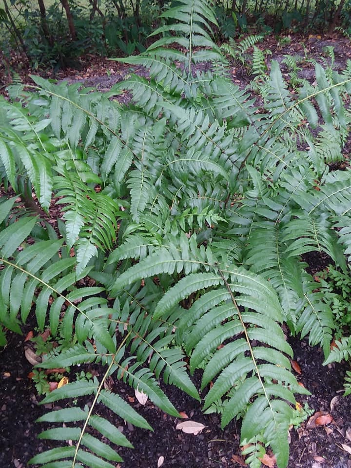 Vegetable Fern/pakô/phak Khut diplazium Esculentum FIVE - Etsy