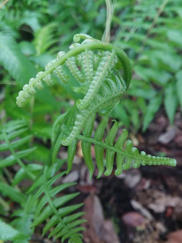 Vegetable Fern/pakô/phak Khut diplazium Esculentum FIVE - Etsy