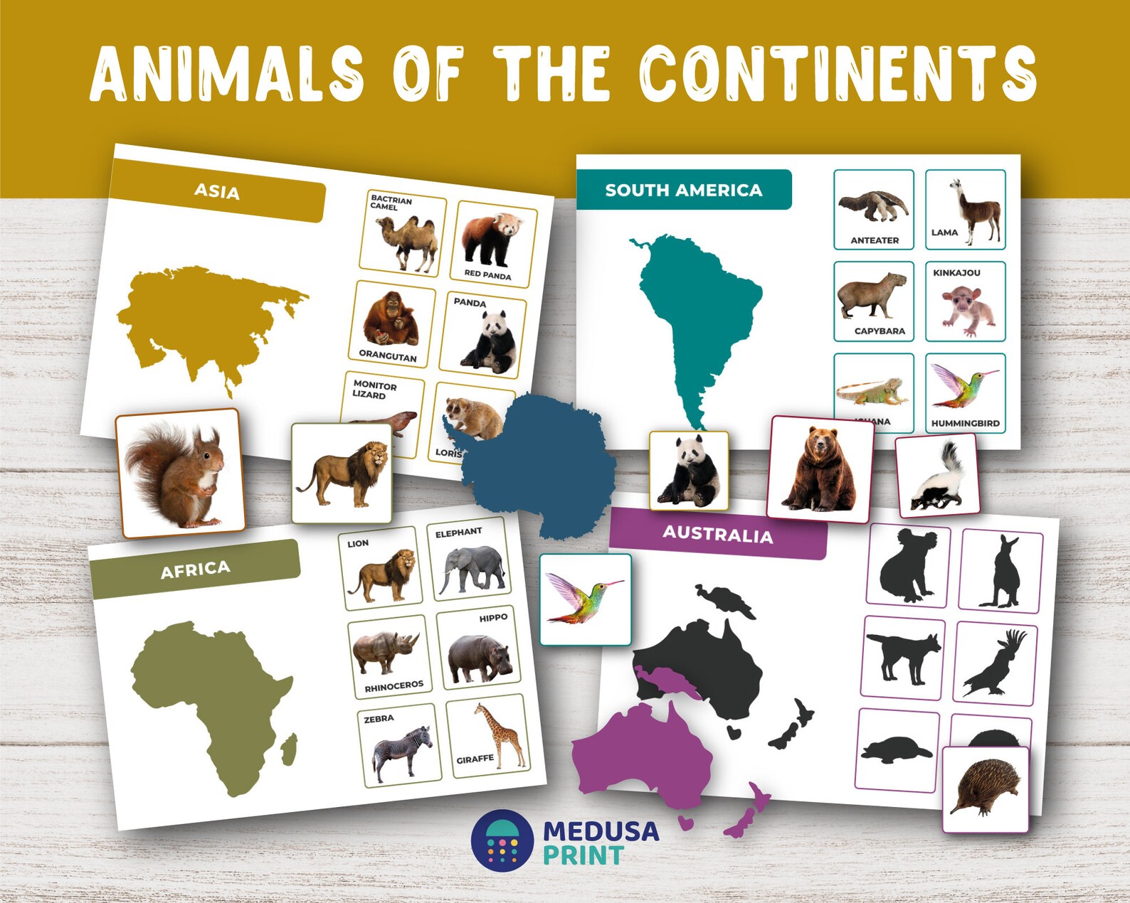 Discover Animals From Around the World: Educational Continent and ...