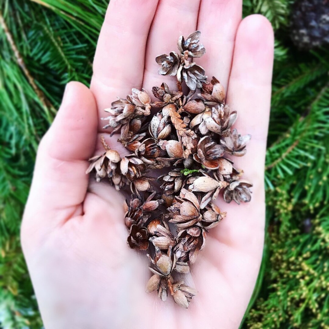 Decorative Tiny Pinecones Bowl Vase Filler Tiny Pine Cones Home Decor Small Miniature Mini ...