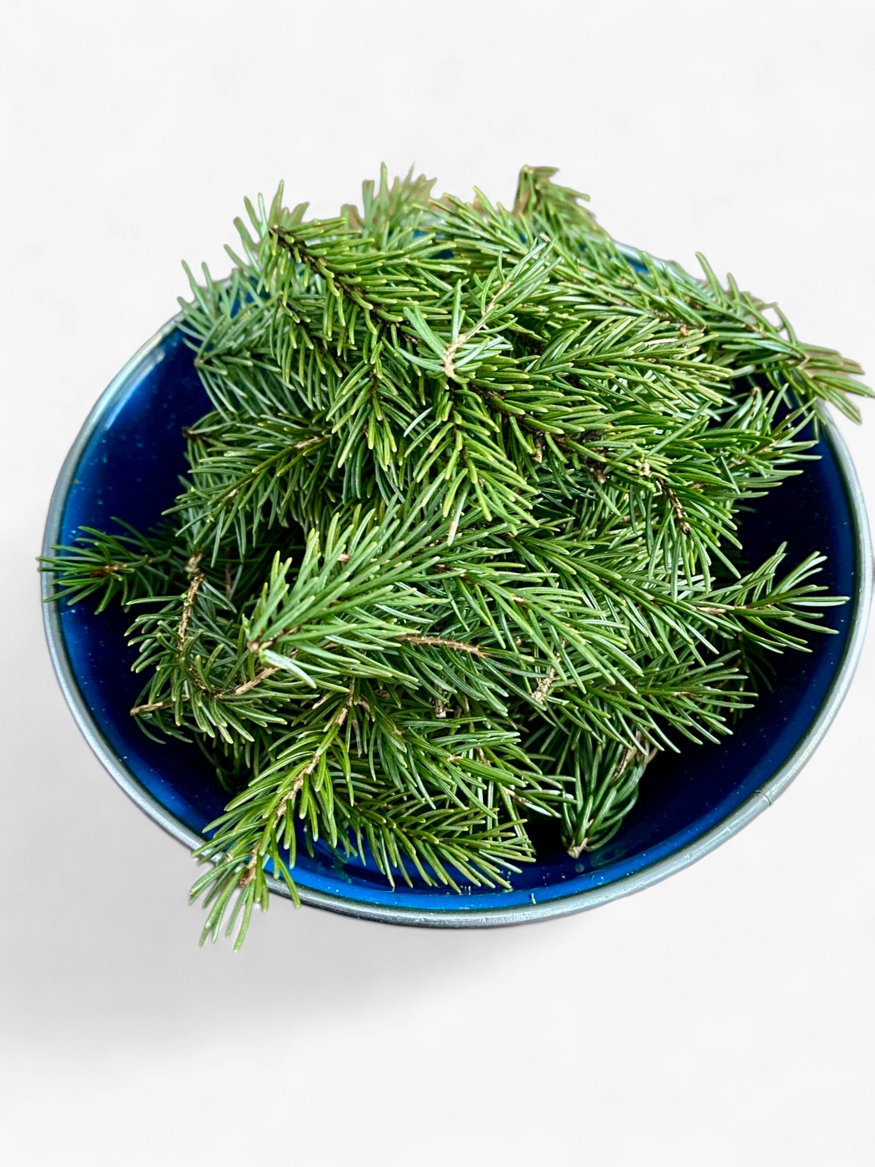 Wild Red Spruce Needles - Fresh or Dried, Herbal Tea Ingredient - Etsy