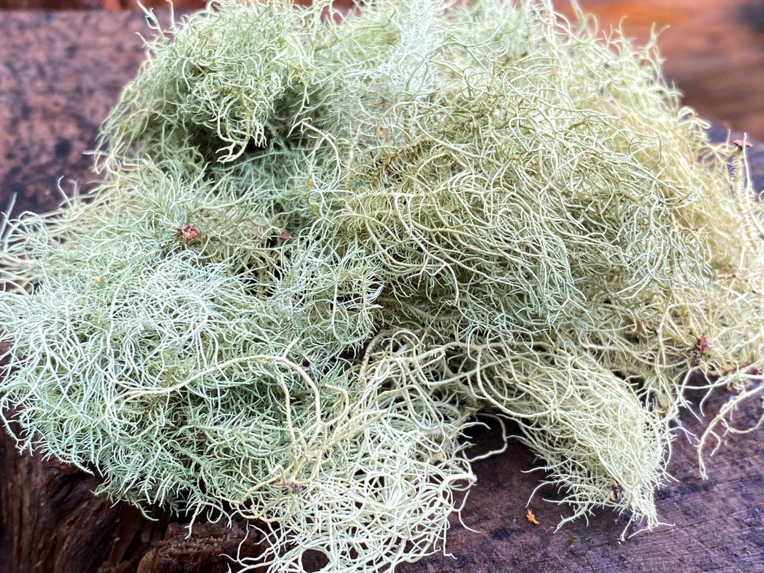 Wild Usnea Lichen Hand Harvested Natural Medicinal Tree Lichen Moss ...