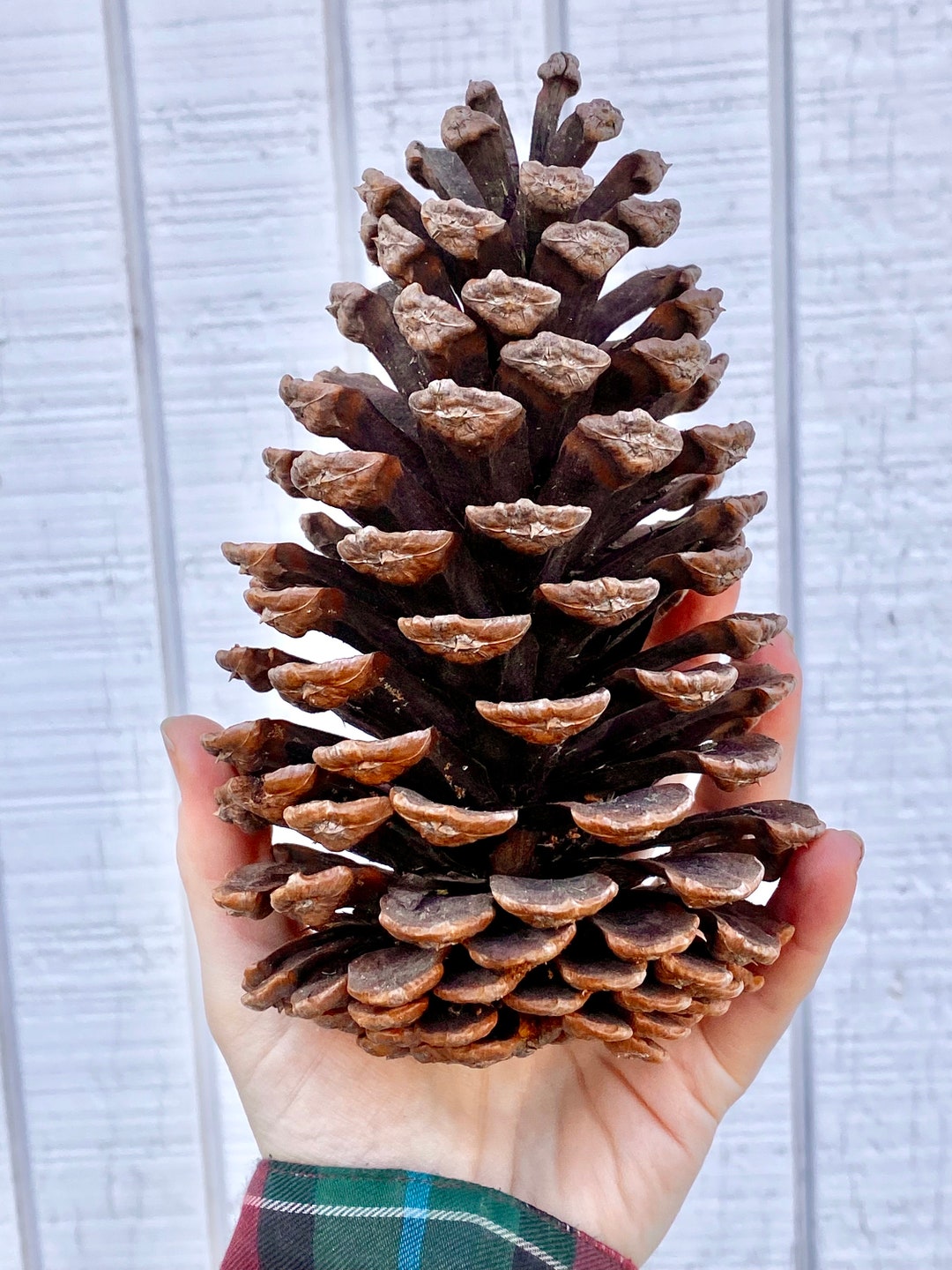 Giant Pinecones Extra Large Real Natural Long Leaf Longleaf Pine Cones Christmas Winter ...