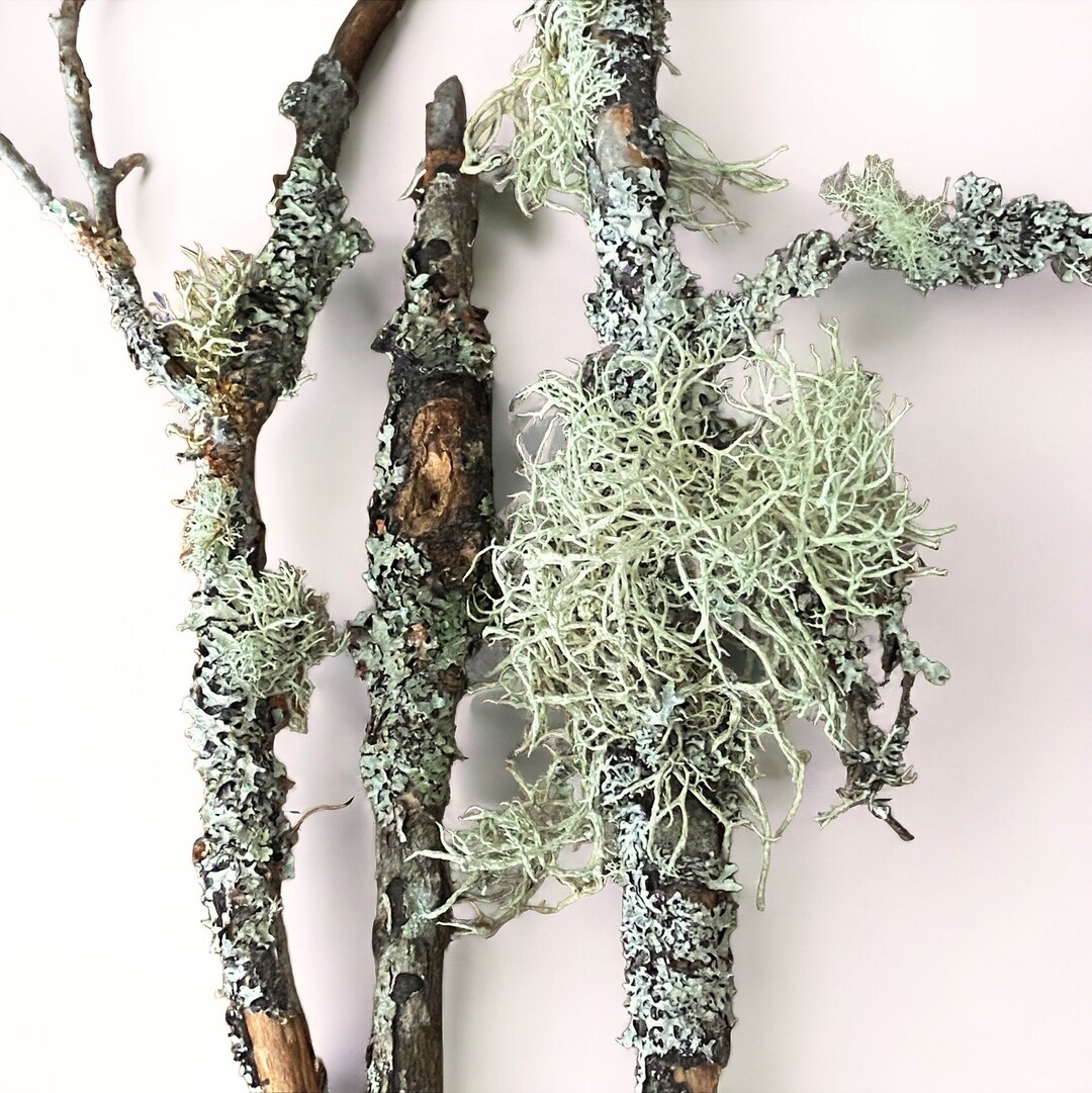 12 Pack Lichen & Moss Sticks Natural Covered Twigs Branches Wreath ...