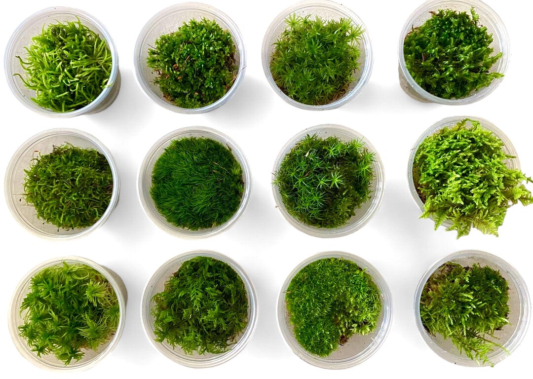 Live Moss Sampler: Organic Variety Pack for Terrariums Mossariums Fairy ...