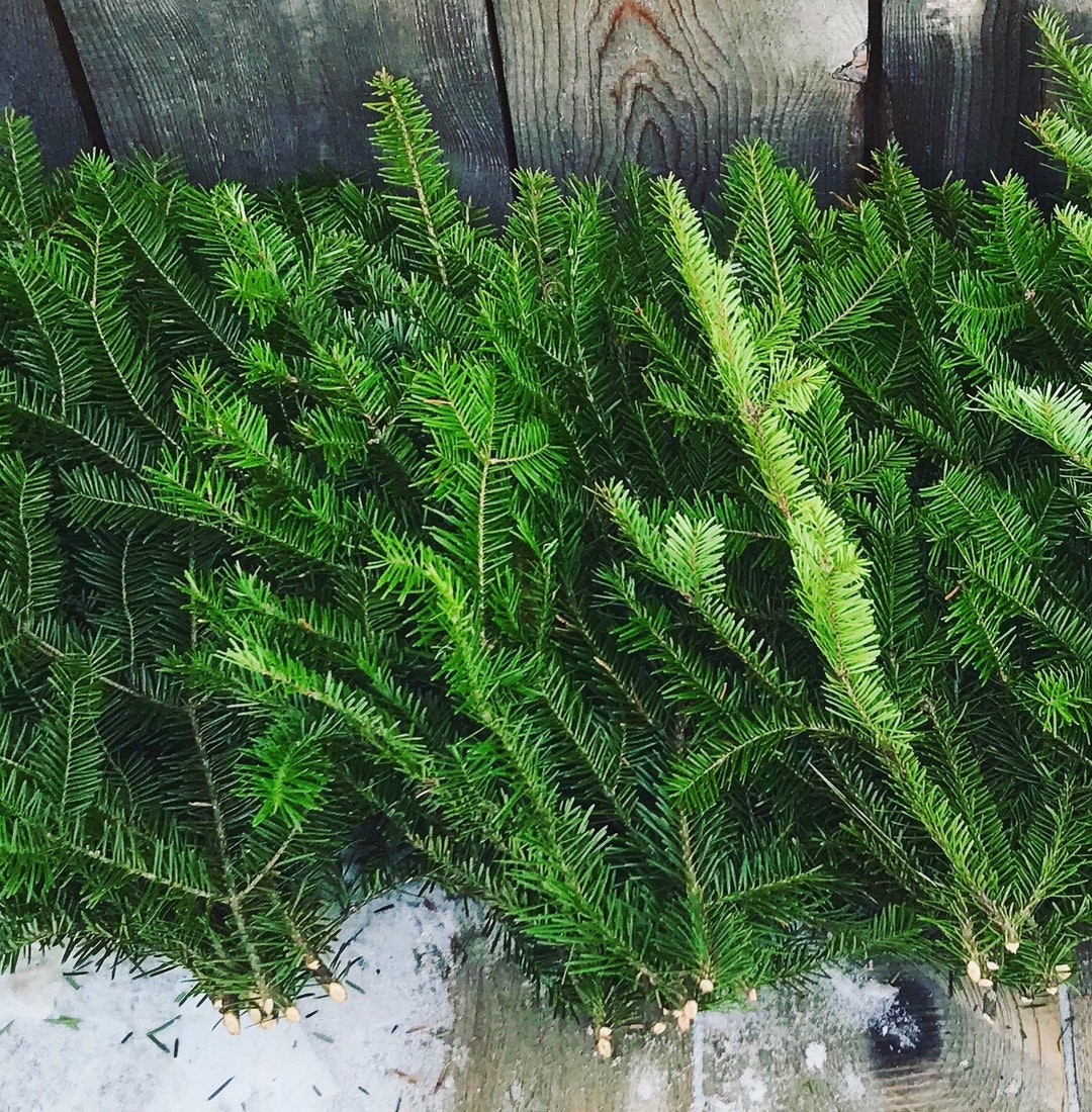 10 Pack 12” Balsam Boughs - Organic Fresh Fir Door Swag Evergreen Tips ...