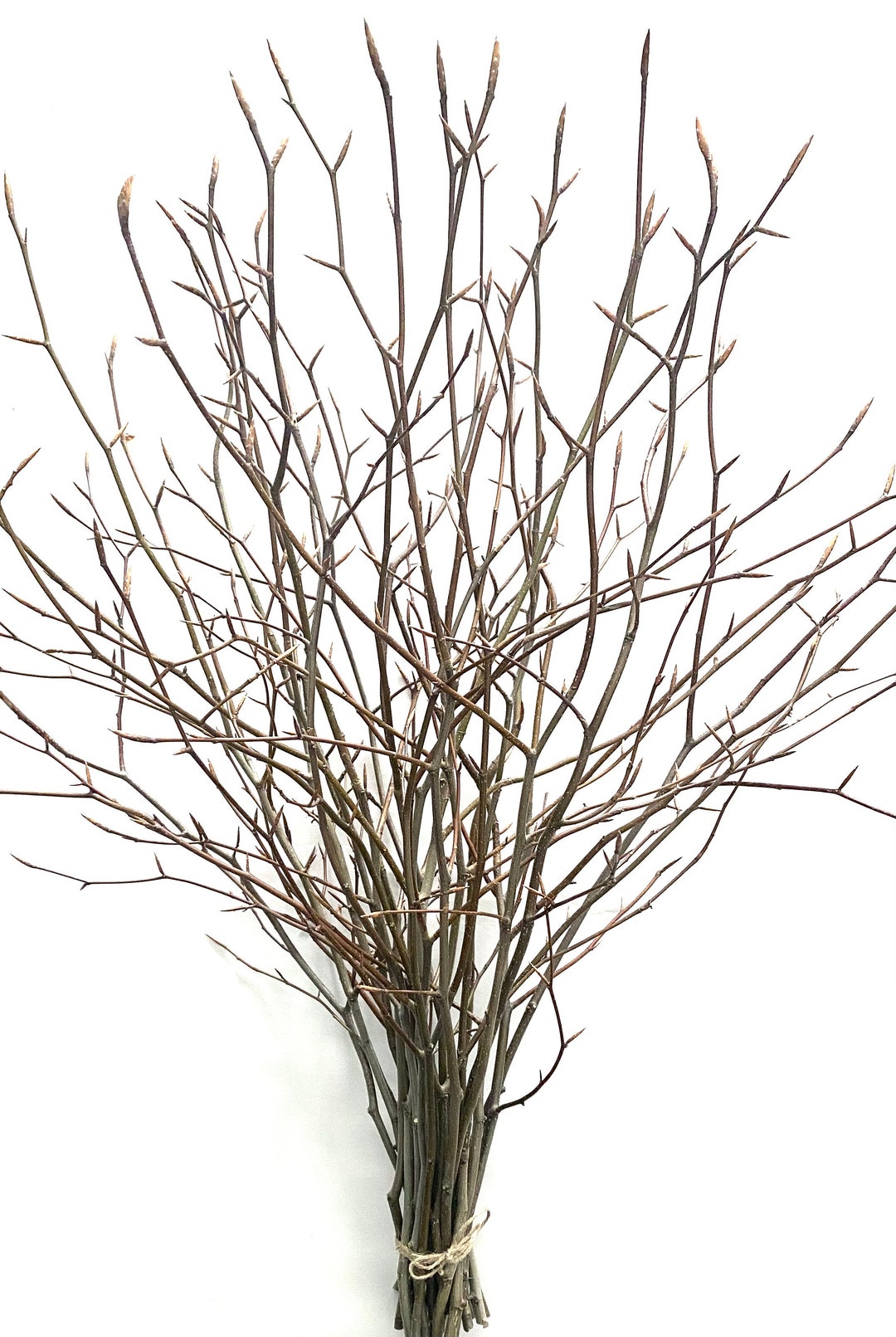 Budded Beech Cuttings Fresh Natural Real Twigs Branches Floral ...