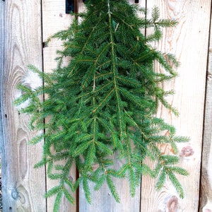 10 Pack 12 Spruce Boughs Natural Dark Green Tree Tips Branches ...