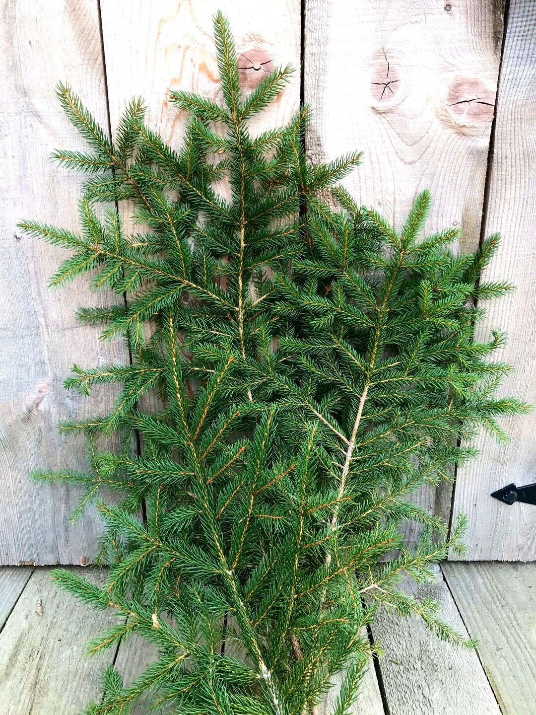 10 Pack 12 Spruce Boughs Natural Dark Green Tree Tips Branches ...