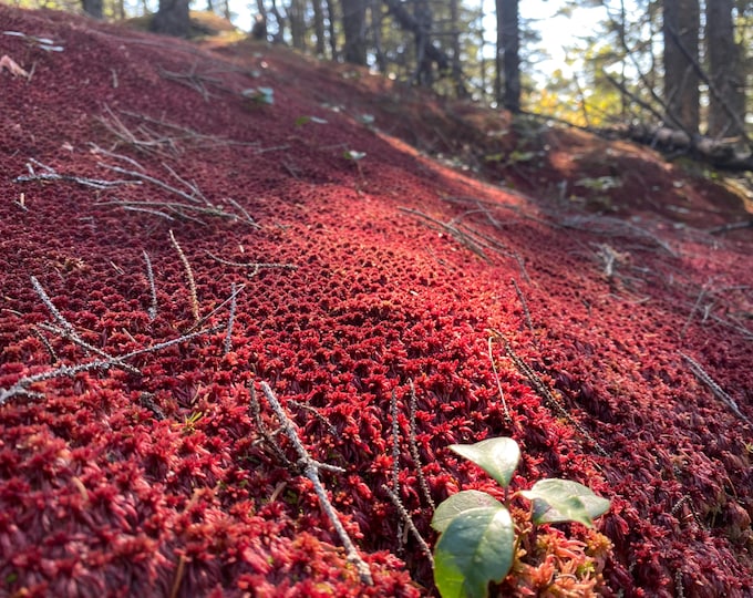 Red Sphagnum Moss: Live Terrarium Moss, Vivarium Substrate. - Etsy