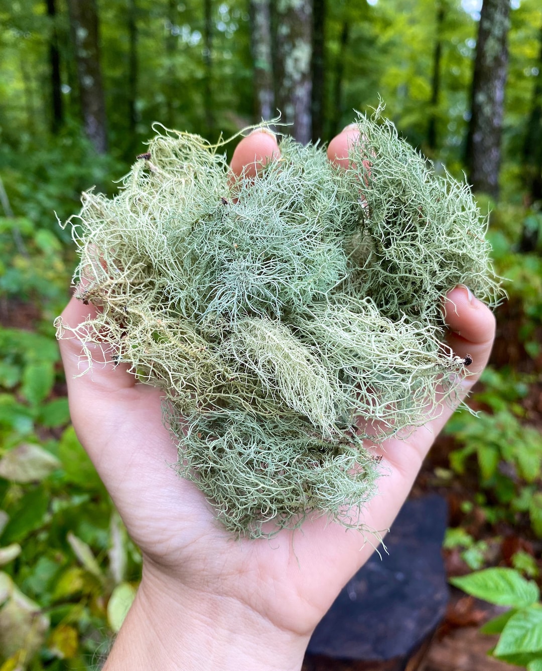 Wild Usnea Lichen Vermont Harvested Undyed Natural Medicinal Tree Moss ...