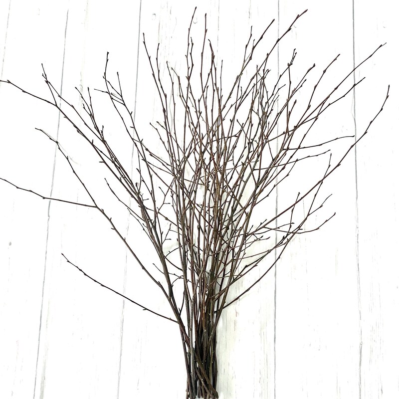 Birch Branches - Etsy