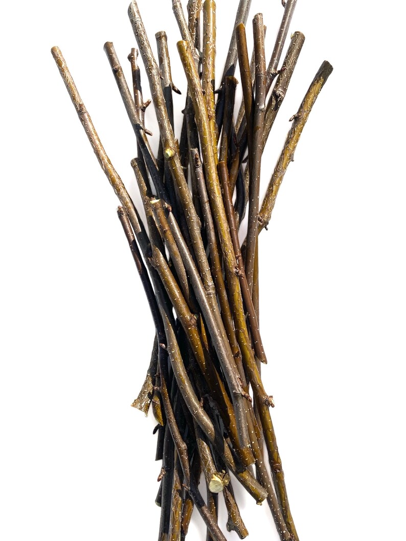 Rustic Birch Craft Sticks - Small Crafting Twigs Cut Stems Natural ...