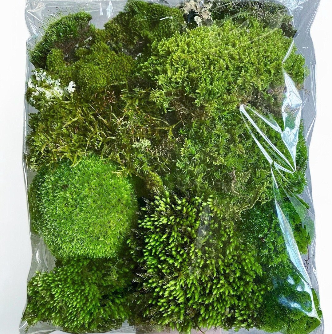 Live Moss Pack Labeled Varieties - Species Labels Bulk Buy Living ...
