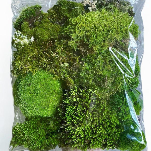 Live Moss Terrarium - Etsy